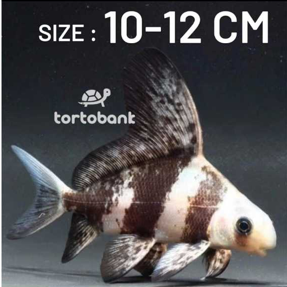 Jual CHINESE HIGH FIN BANDED SHARK - IKAN CHF ( Myxocyprinus asuaticus ...