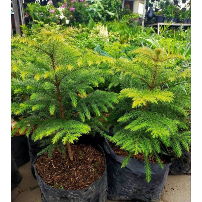 Jual Tinggi (-+) 80-1m CEMARA Pentris Norflox Tahan Panas | Shopee ...