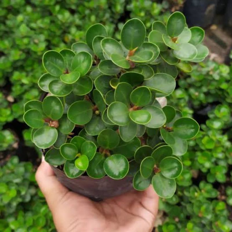 Jual Tanaman Hidup Bonsai Dolar Mangkok Daun Mikro | Shopee Indonesia