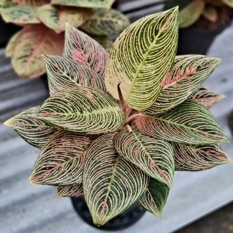 Jual Aglonema Golden Hope Tanian Lokal Tanaman Hias Bunga Aglaonema ... Jual Aglonema Golden Hope Tanian Lokal Tanaman Hias Bunga Aglaonema ...