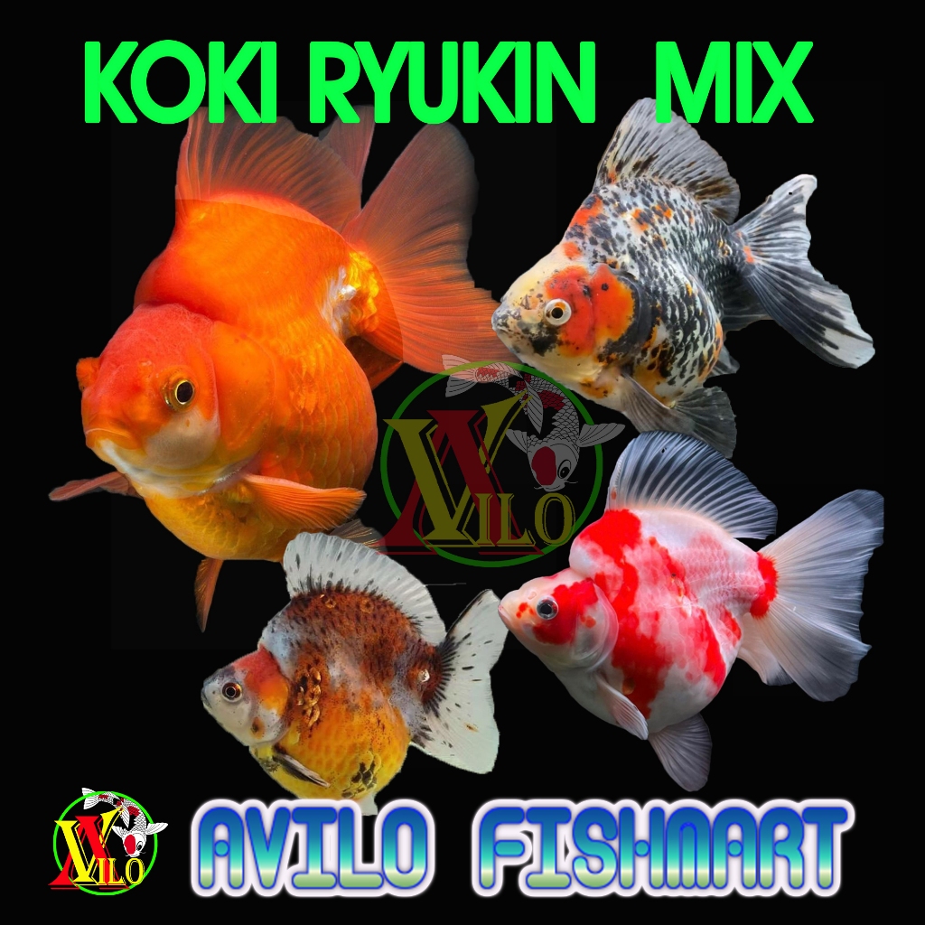 Jual Ikan mas koki ryukin kecil ukuran 4 - 6 cm rendom warna | Shopee ...