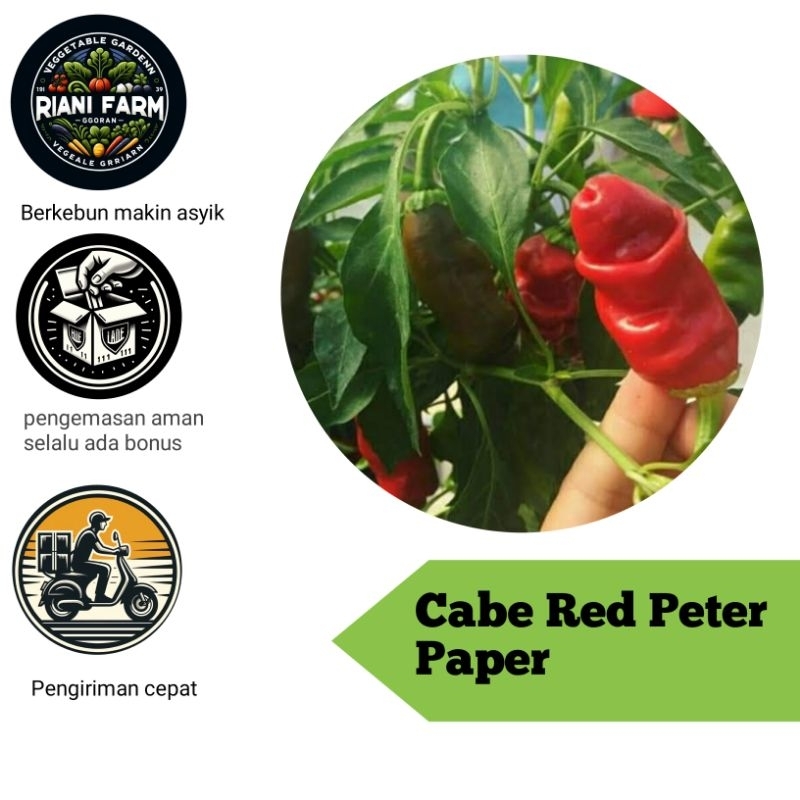 Jual Cabe Red Peter Paper | Shopee Indonesia