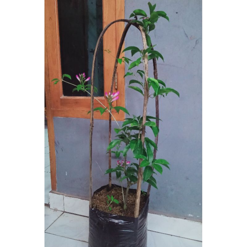 Jual Bunga rambat garlic vine(mansoa alliacea) | Shopee Indonesia