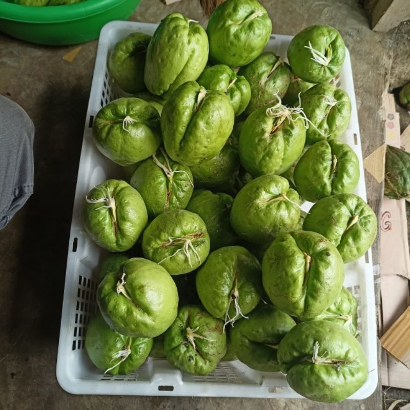 Jual bibit labu siam anggir siap tanam, benih labu siam jipang / waluh ...