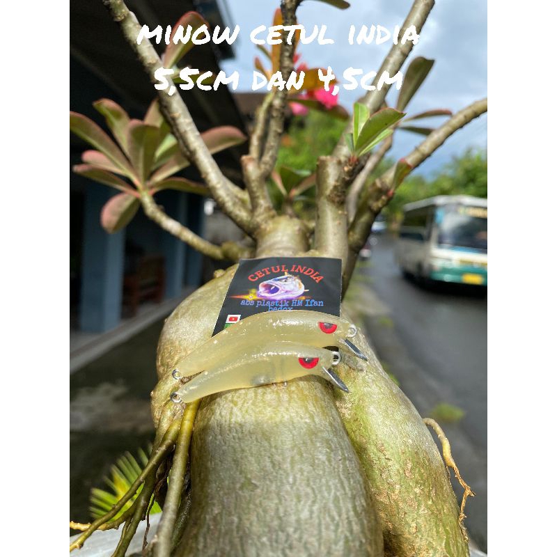 Jual MINNOW CETUL INDIA 4,5CM DAN 5,5CM | Shopee Indonesia