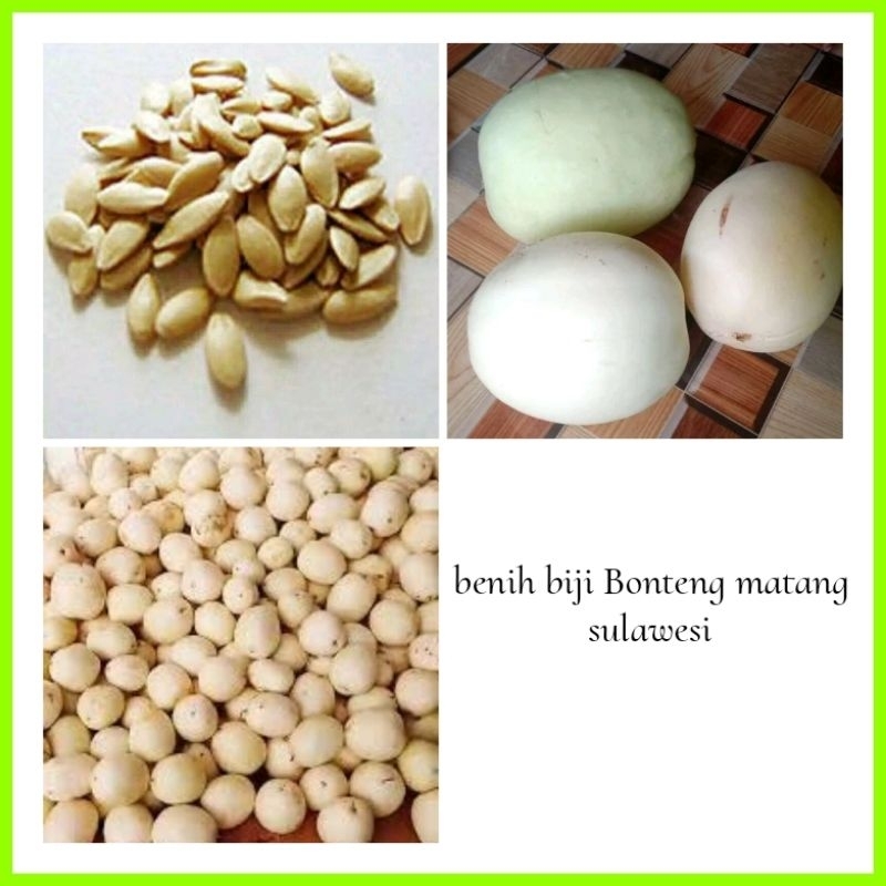 Jual benih biji Bonteng matang sulawesi isi ( 500 biji ) | Shopee Indonesia
