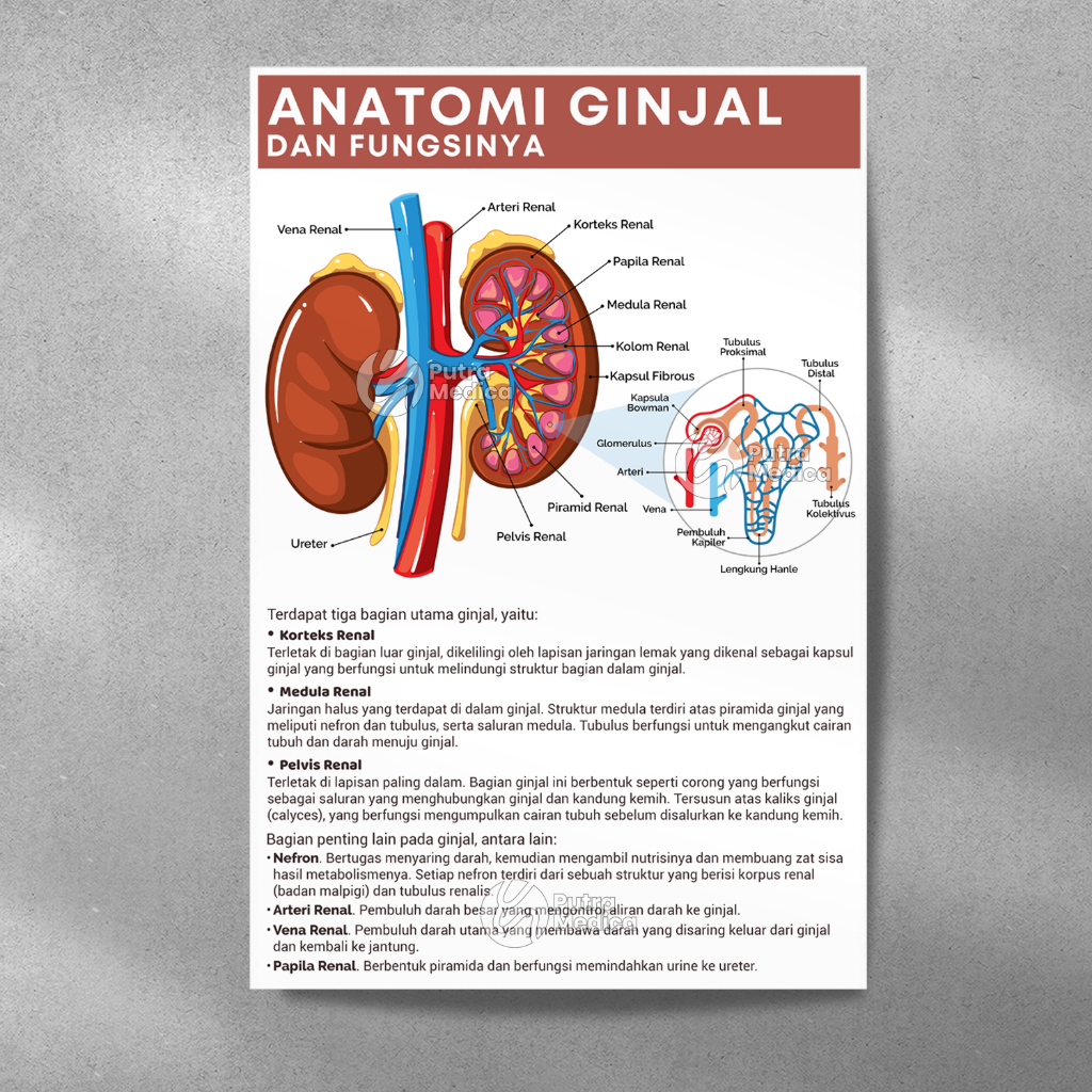 Jual Poster Kesehatan Anatomi Ginjal Manusia A3+ / Gambar Edukasi Kedokteran Organ Tubuh ...