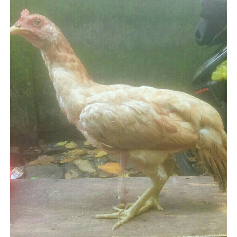 Jual Ayam elba petelur siap bertelur,umur 5-6bulan | Shopee Indonesia