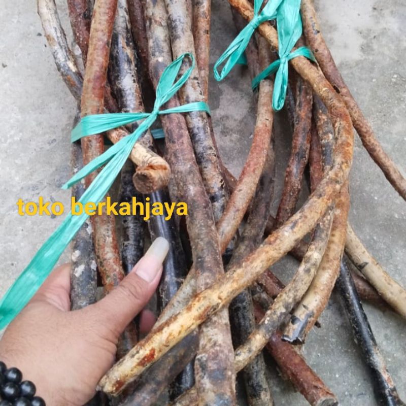 Jual bahan tali arus atau yusr original | Shopee Indonesia