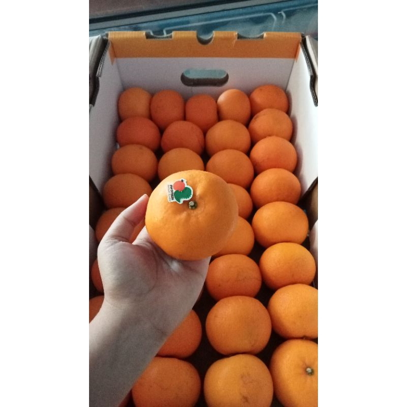 Jual jeruk wogan mandarin dino/kg | Shopee Indonesia