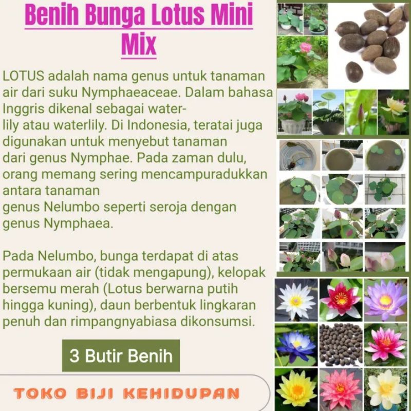 Jual 3 BIJI BENIH BUNGA LOTUS MINI MIX (sudah dipecah/siap semai ...