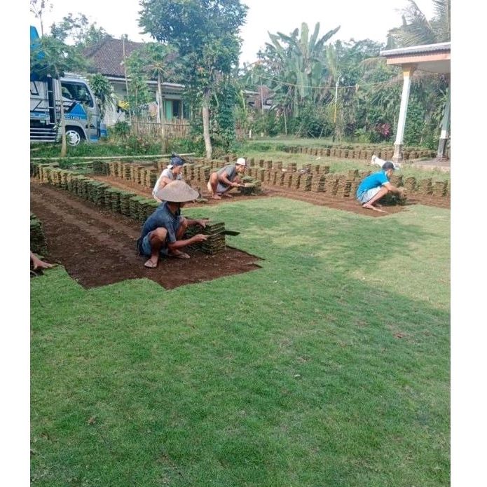 Jual TANAMAN HIAS RUMPUT JEPANG / RUMPUT PEKING | Shopee Indonesia