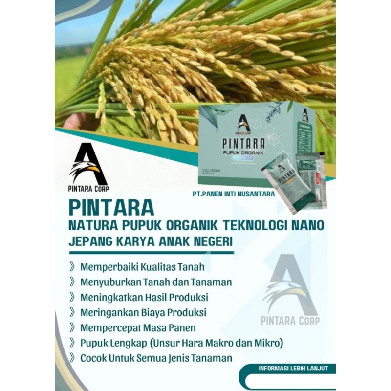 Jual PINTARA PUPUK premium tekhnologi Nano 1 Box (isi 20 SACHET ...