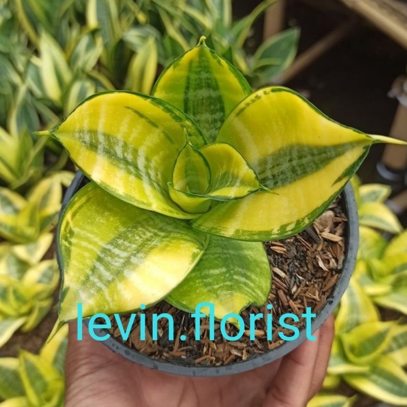 Jual Sansevieria hahnii philiphine / sansivera sanaivieria lidah mertua ...