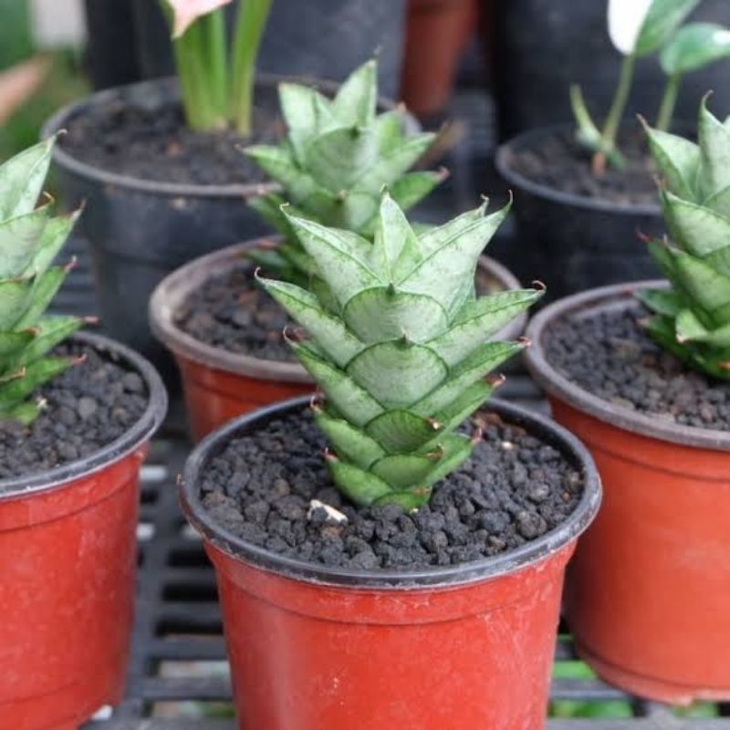 Jual Tanaman Hias Sansevieria Pagoda Hybrid Mini | Shopee Indonesia