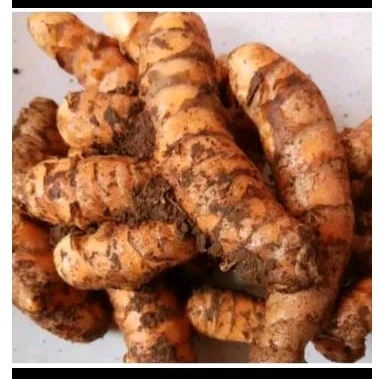 Jual KUNIR SEGAR 1KG | Shopee Indonesia