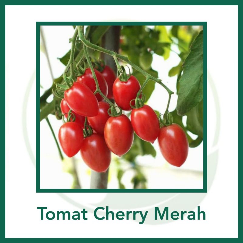 Jual 5 Biji - Benih Tomat Cherry Tomato Red Ruby F1 Hibrida - Bibit ...