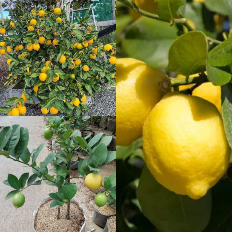 Jual Bibit jeruk lemon california sudah berbuah (bisa di tanam dalam ...