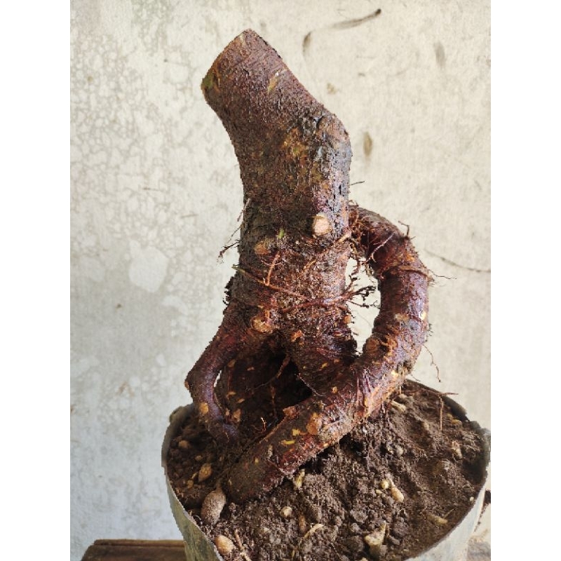 Jual bahan bonsai dongkelan Bunut pucuk merah realpic sesuai gambar ...