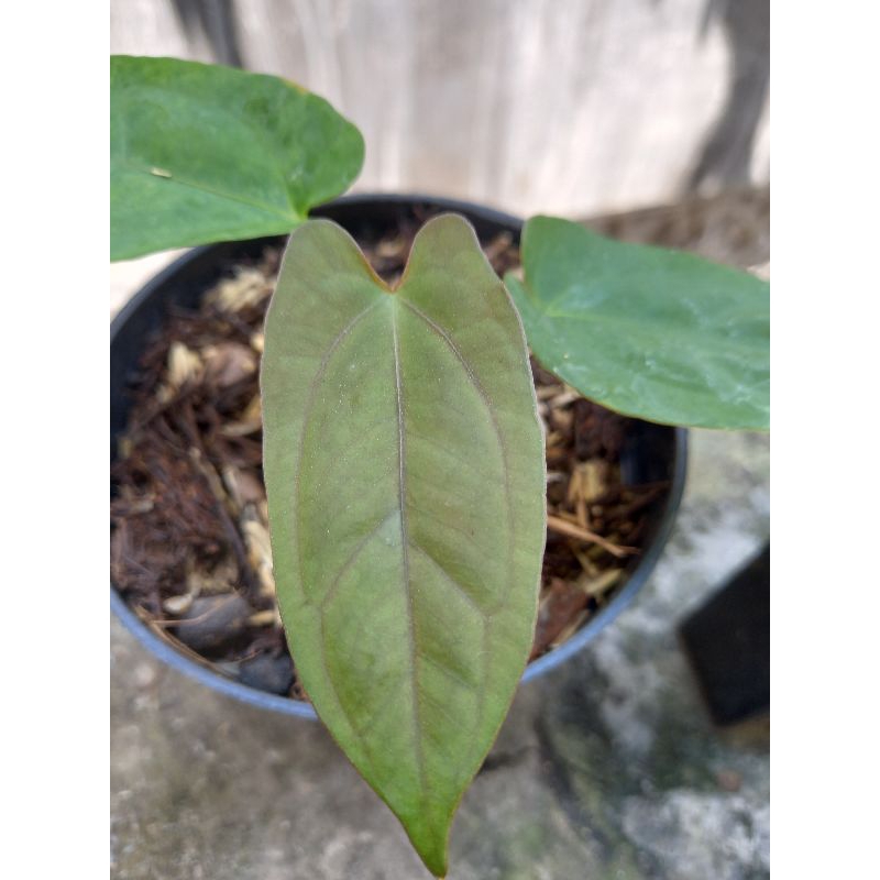 Jual anthurium fortsherman x anthurium goliath | Shopee Indonesia