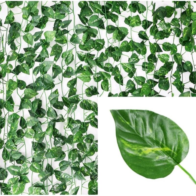 Jual daun hias daun sulur daun rambat tembok daun dinding daun gantung ...