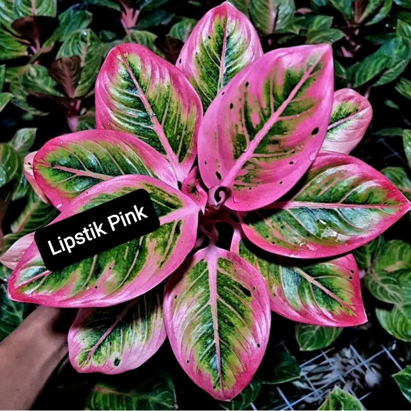 Jual Tanaman hias aglonema lipstik pink-aglaonema-tanaman hias hidup ...