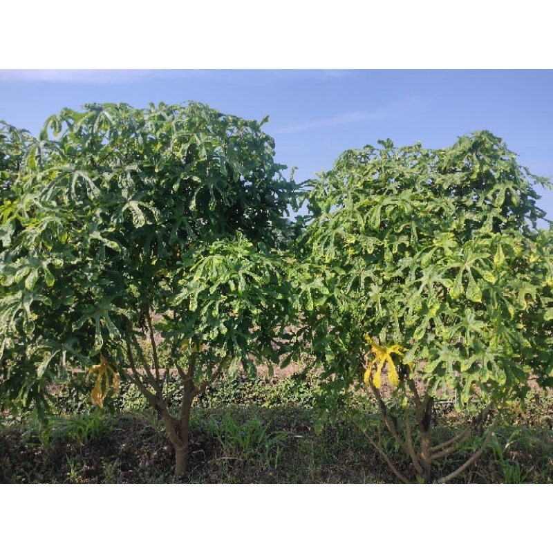 Jual Bibit singkong papua / Telo papua | Shopee Indonesia
