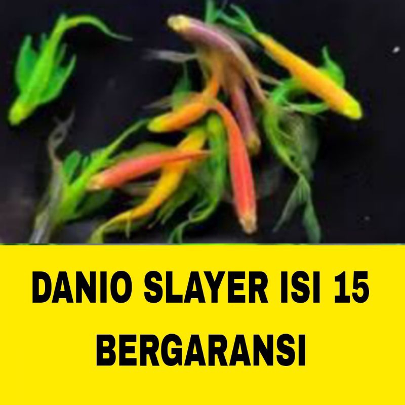 Jual ikan hias danio slayer isi 15 bonus pakan bergaransi | Shopee ...