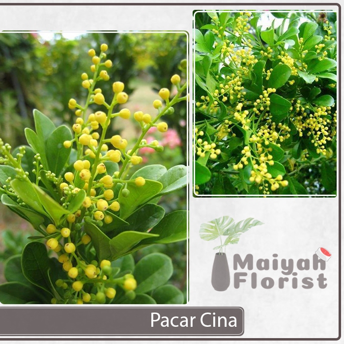 Jual Tanaman Hidup Pacar Cina - Culan - Pacar Culan - Kemuning cina ...
