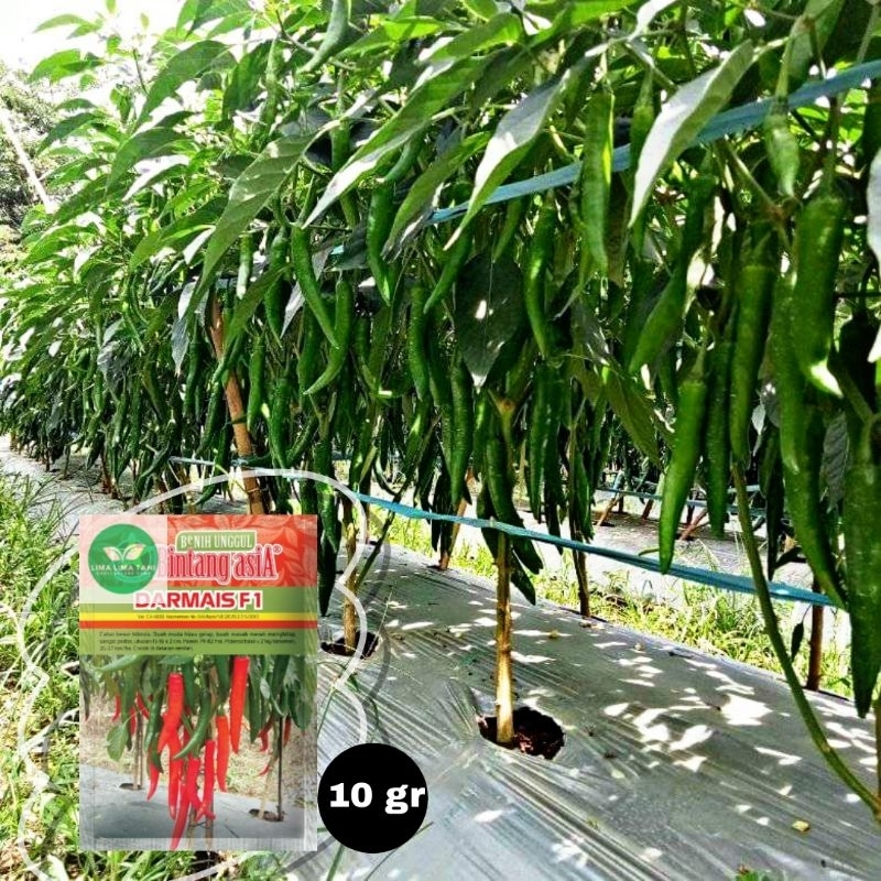 Jual CABE BESAR Merek Bintang Asia DARMAIS F1 (10 gram) 100% ORI ...