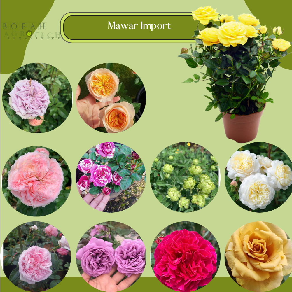 Jual Bibit Tanaman Hias Bunga Mawar Import Kondisi Berbunga Bunga Mawar ...