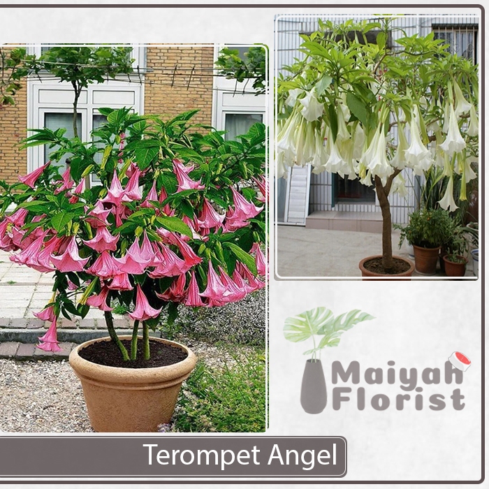 Jual Bibit Tanaman Hidup Bunga Terompet Angel - Brugmansia candida ...