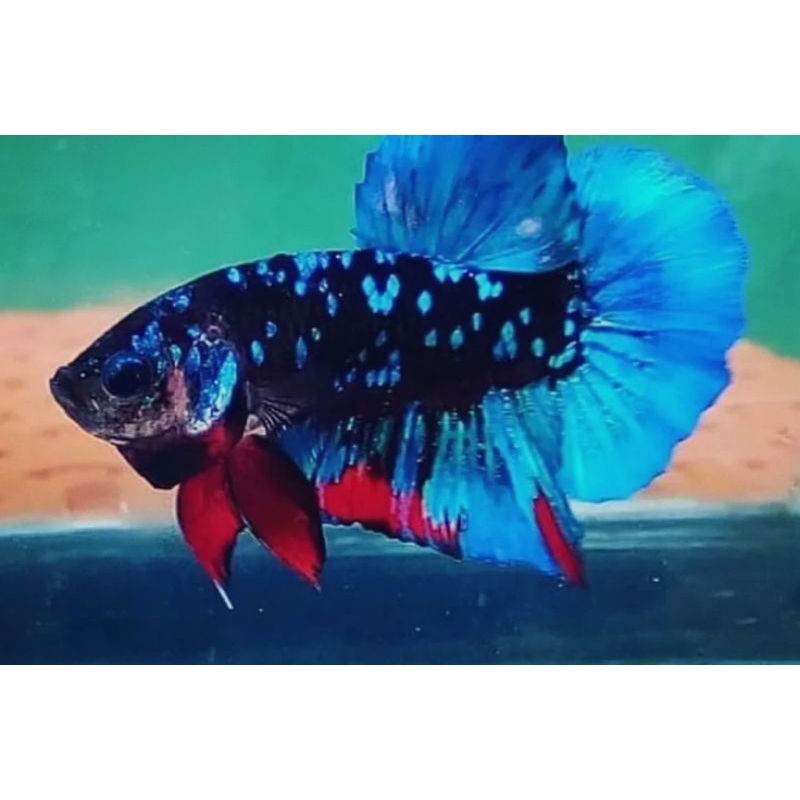 Jual avatar gordon male top grade | Shopee Indonesia