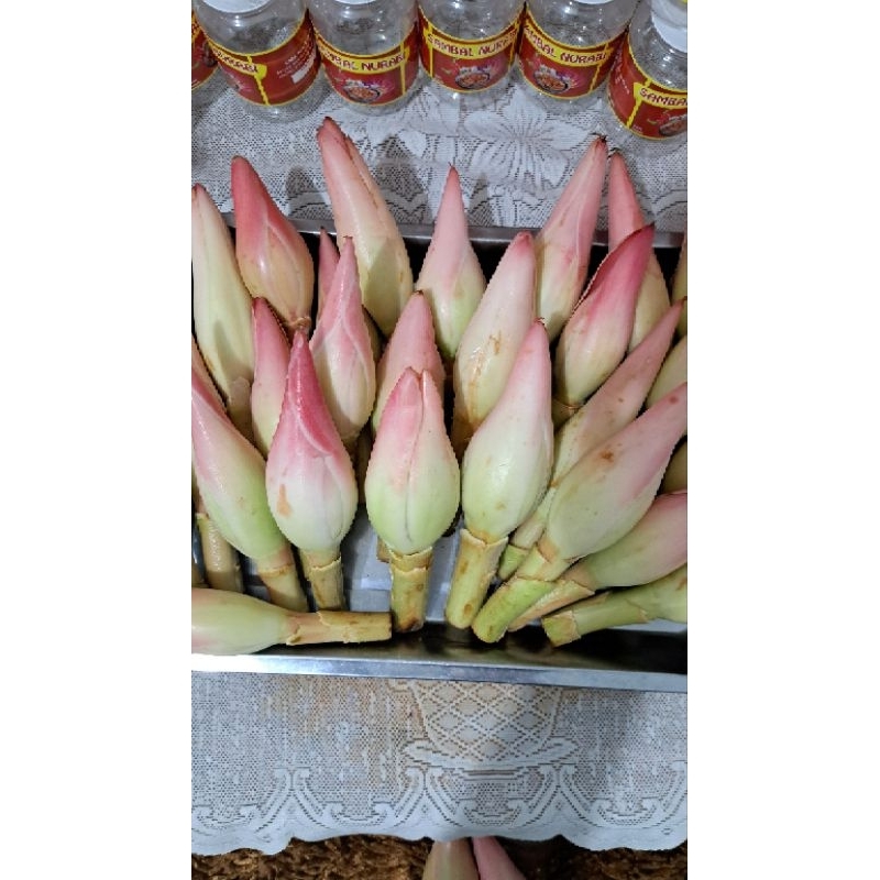Jual KECOMBRANG MENTAH PERKILO /KINCUNG/-HONJE | Shopee Indonesia
