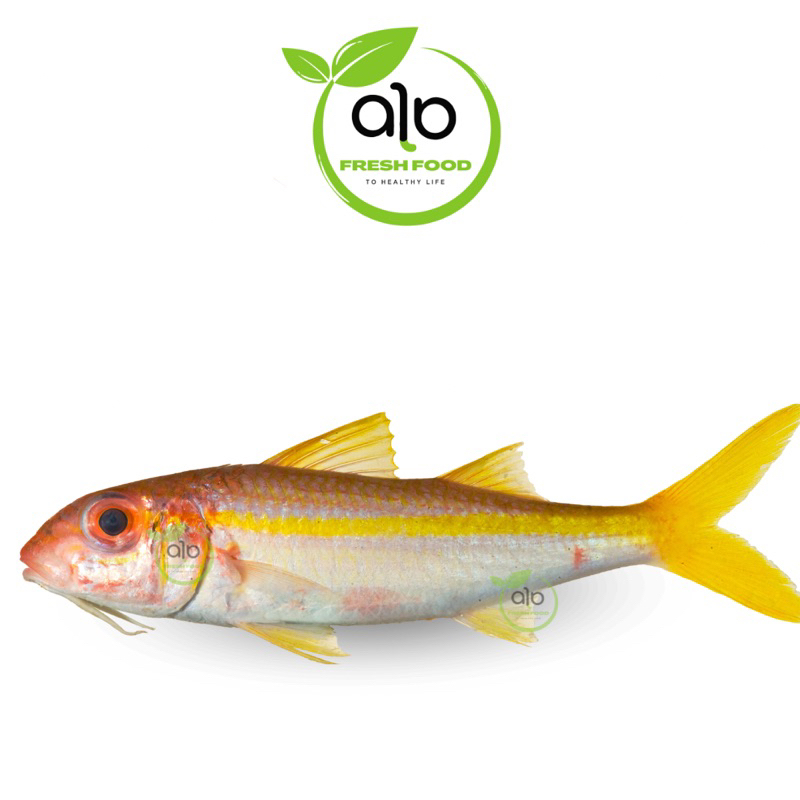 Jual Ikan Segar Fresh Kuniran / Ikan Biji Nangka Segar 500gr - ALO ...