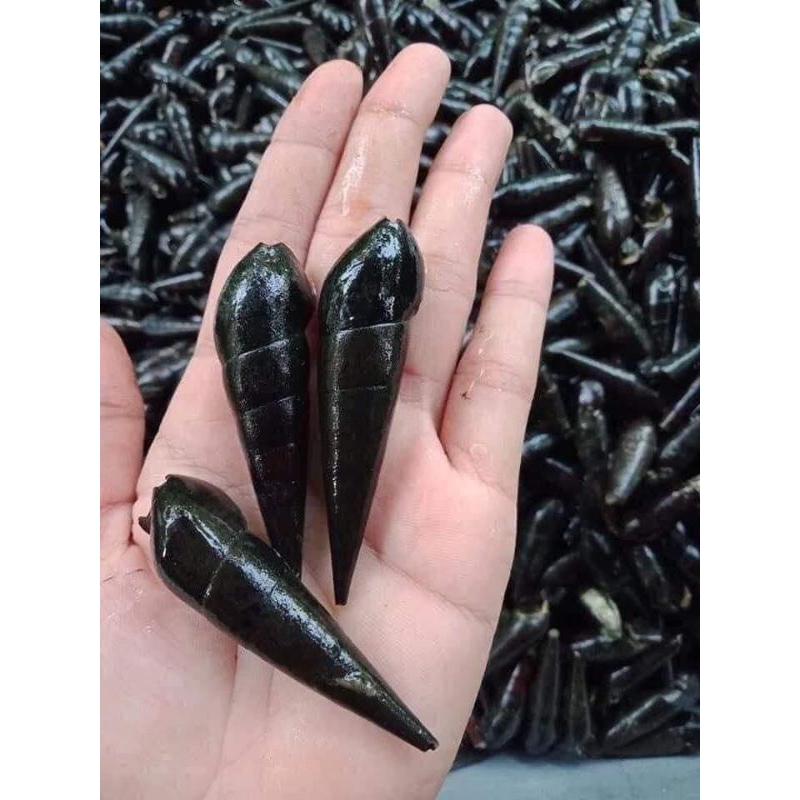 Jual Siput Sungai / Siput Muara Super (Besar Besar) | Shopee Indonesia