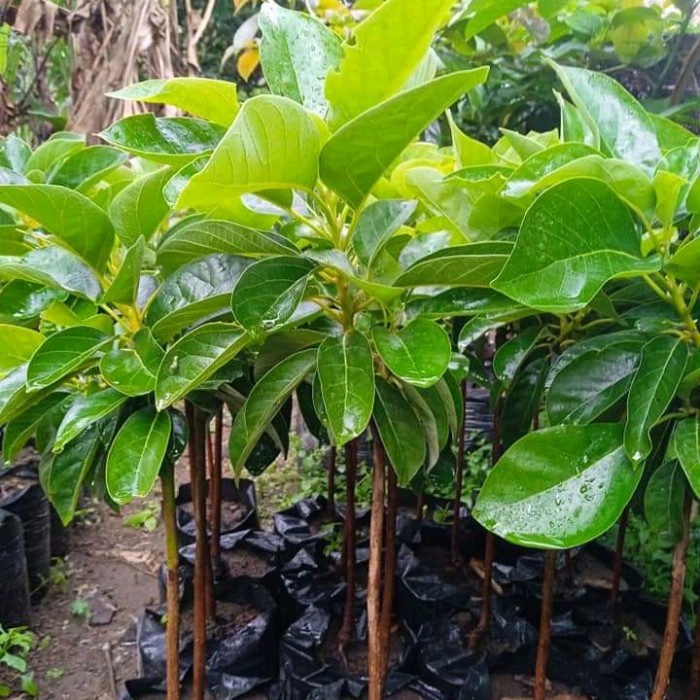 Jual Bibit Alpukat Apukat MIKI Tinggi 1 Meter Batang Besar Daun Tua ...