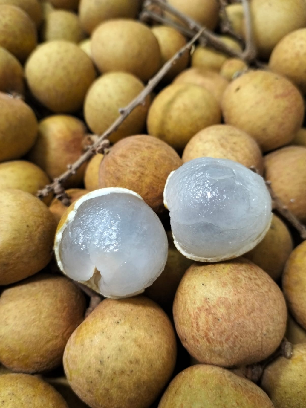 Jual Kelengkeng atau Longan Per Box | Shopee Indonesia