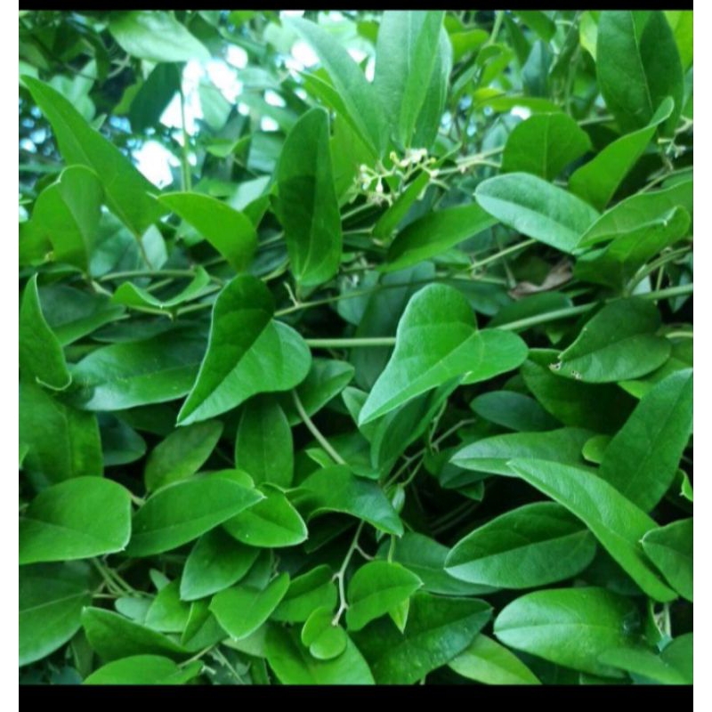 Jual daun cincau hijau segar 150 gram | Shopee Indonesia