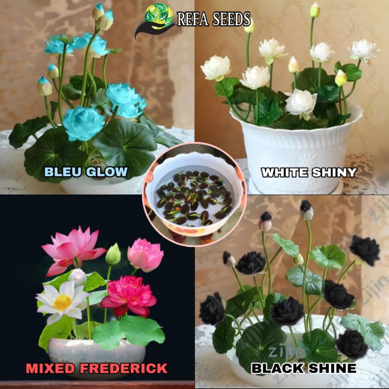 Jual REFA (4 Butir) benih bibit bunga lotus mini mix 4 warna mudah ...