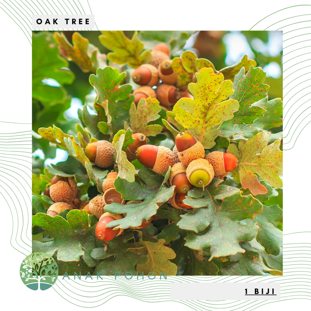 Jual Benih Bibit Biji - Pohon Ek Oak Tree Seeds - IMPORT | Shopee Indonesia