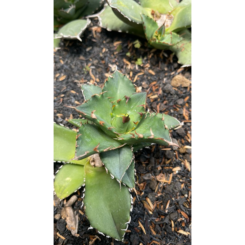 Jual agave titanota baracuda/solar green,kaktus,skulen,tanaman hias | Shopee Indonesia