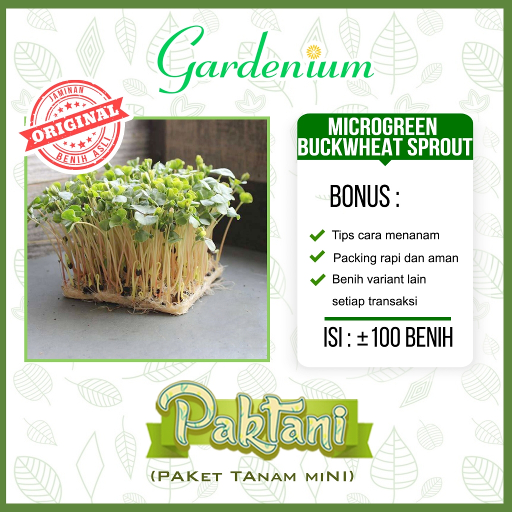 Jual 100 Benih Microgreen Buckwheat Sprout Benih Unggul Paktani | Shopee Indonesia