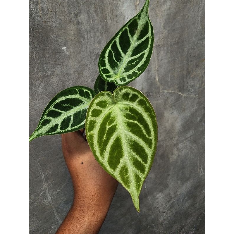 Jual Anthurium dorayaki silver hybrid paket 100k dapat 4 tanaman ...