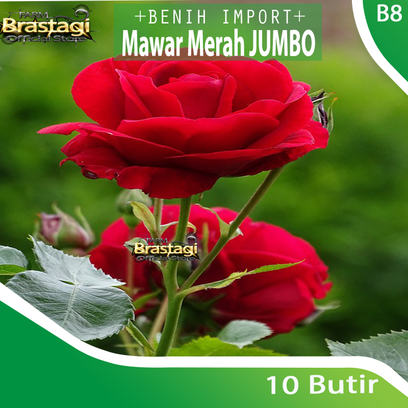 Jual FBTG - 10 Benih Bibit Biji Bunga Mawar Merah Jumbo Besar - Big Red ...