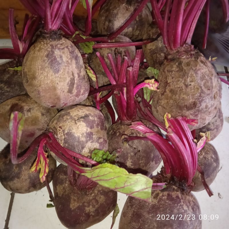 Jual Buah Beet | Shopee Indonesia