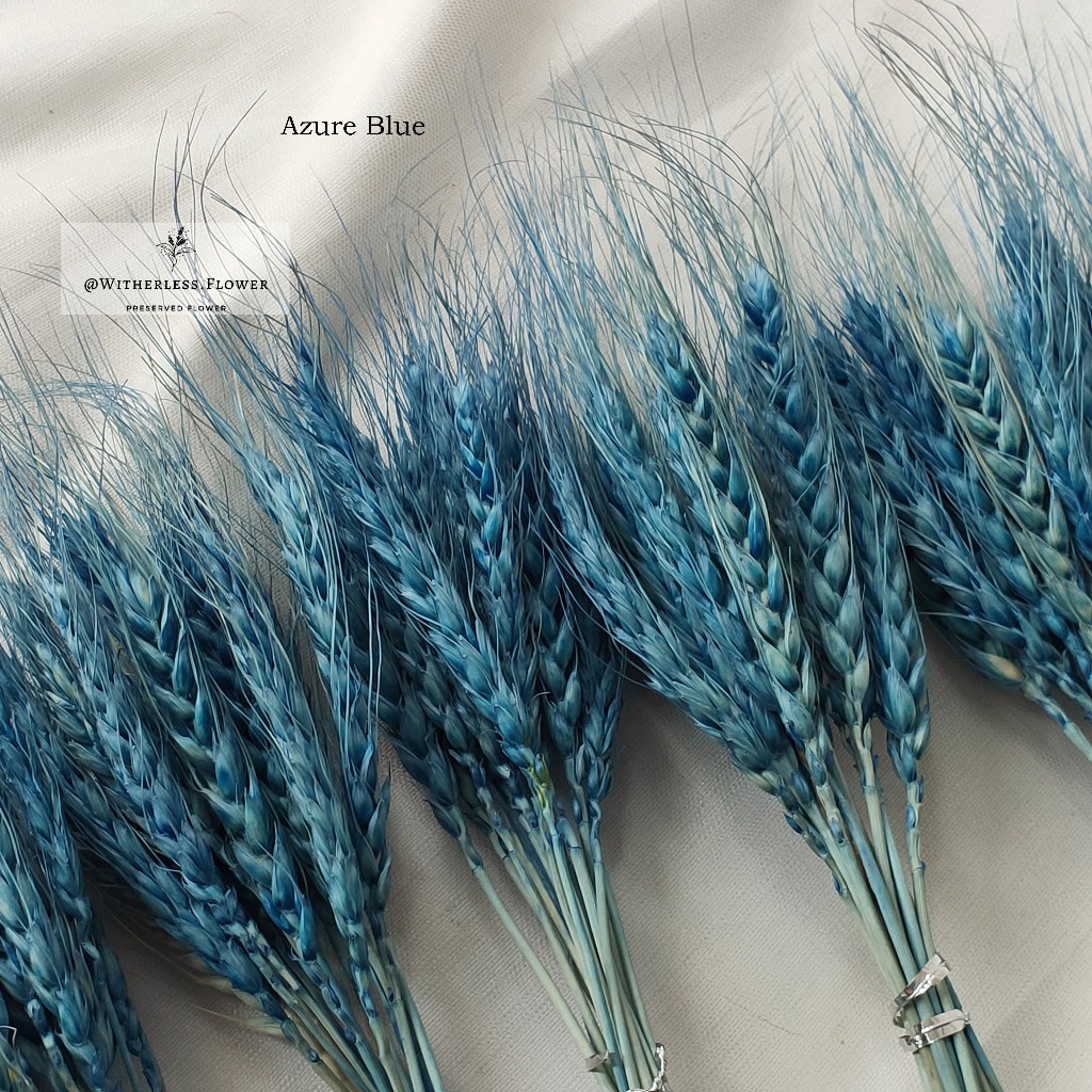 Jual 15 Tangkai Dried Wheat Flower Gandum / Dried Flower / Bunga Kering ...