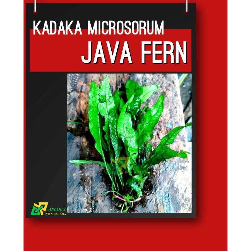 Jual Kadaka Microsorum Java Fern Tanaman Hiasan Aquarium | Shopee Indonesia