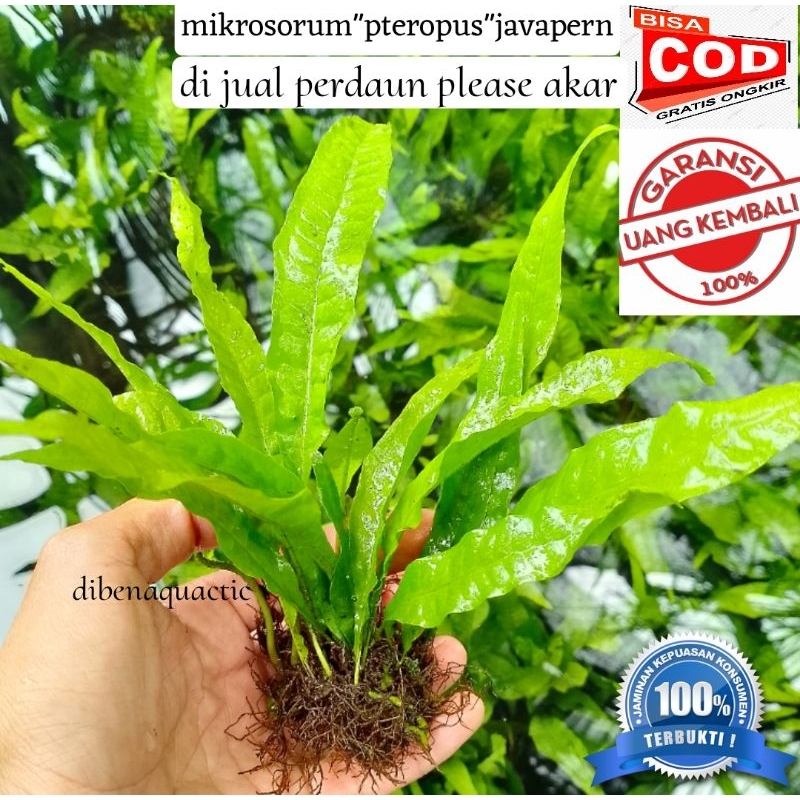 Jual Kadaka Java fren/mikrosorum pteropus/tanaman aquascape tanaman ...