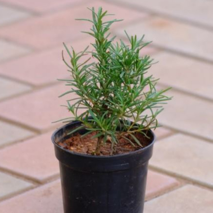Jual Bibit Tanaman Daun Rosmari - Tanaman Herbal/Rempah Rosemary ...